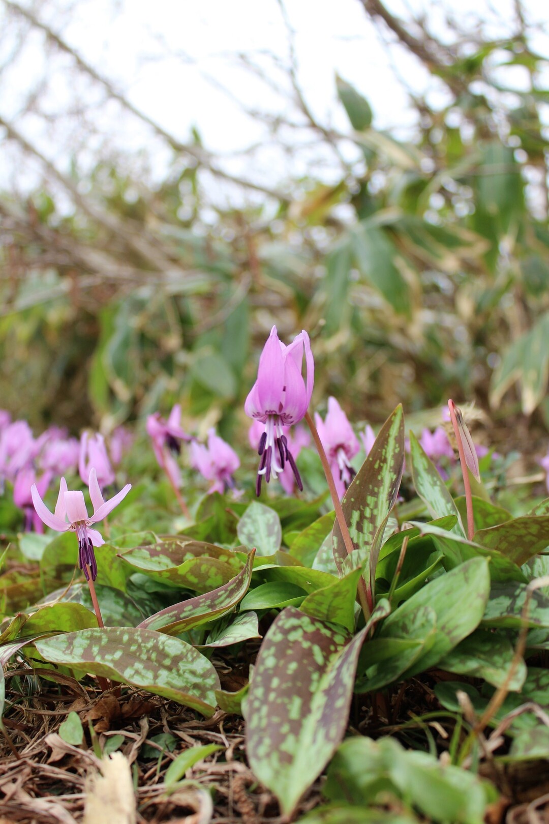 擬宝珠山・象山(笹ヶ峰) / yukkyさんの烏ヶ山・象山（笹ヶ峰）の活動データ | YAMAP / ヤマップ