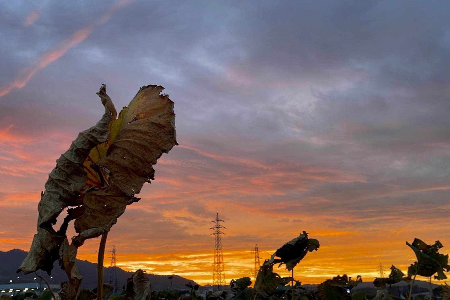 枯れたハスの葉と夕焼け空 本日の最高な夕... / GONKEさんのモーメント | YAMAP / ヤマップ