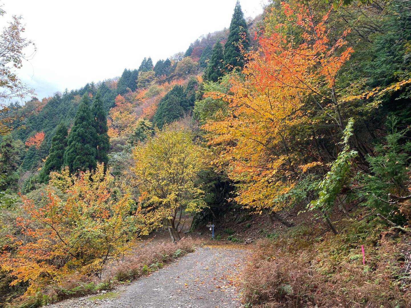 三方山・小倉山・養老山・北尾根P826峰 / キムロウさんの養老山・笙ヶ岳・三方山の活動データ | YAMAP / ヤマップ