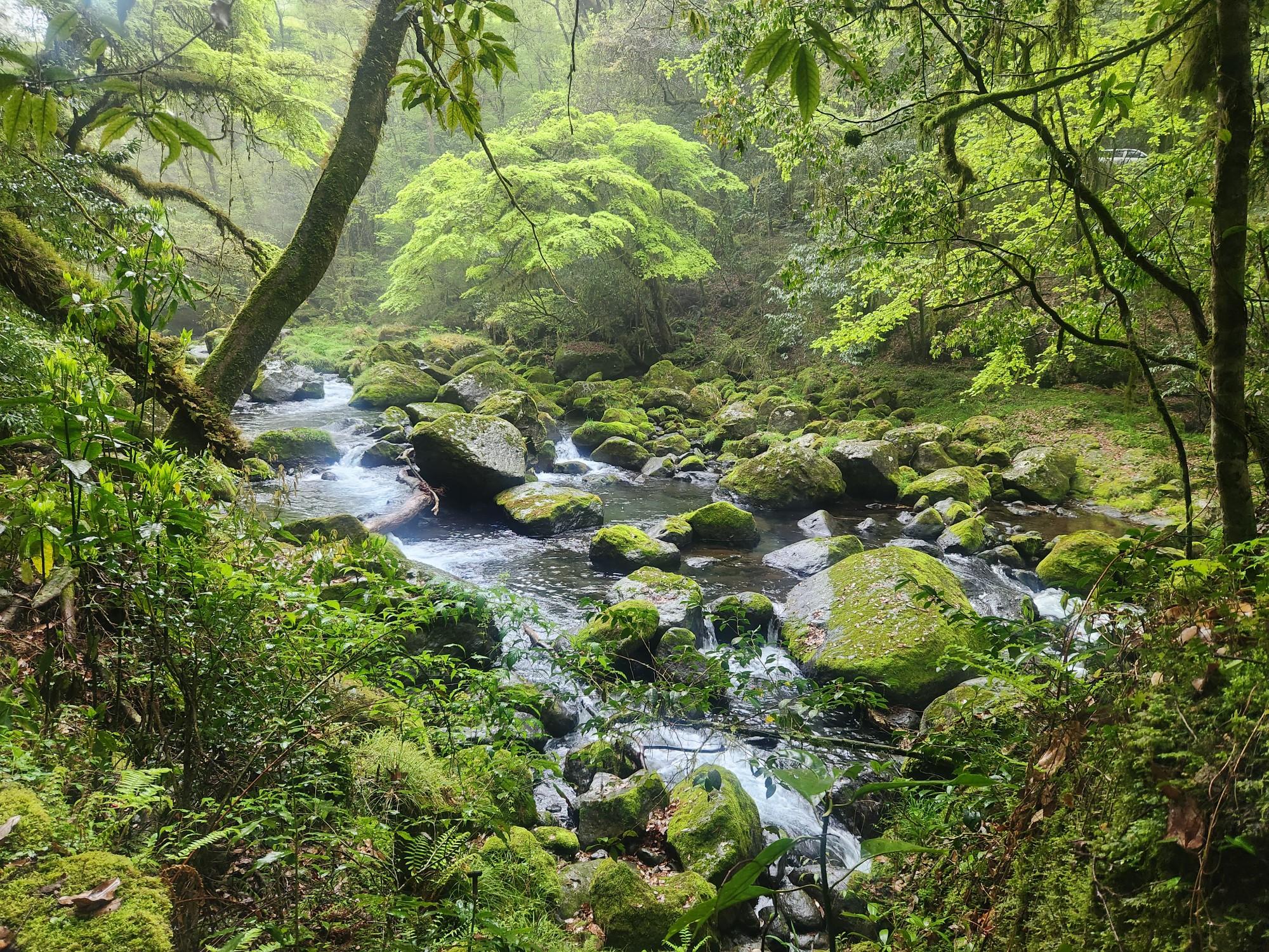 菊池渓谷 / papiさんのウォーキングの活動データ | YAMAP / ヤマップ