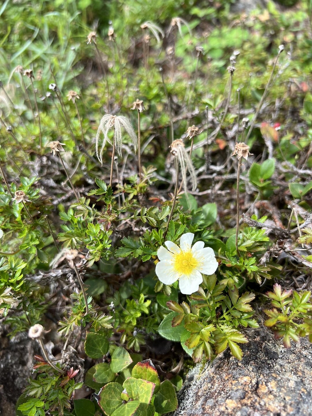 六甲高山植物園（3） ①チングルマの花と... / ヤッシーさんのモーメント | YAMAP / ヤマップ