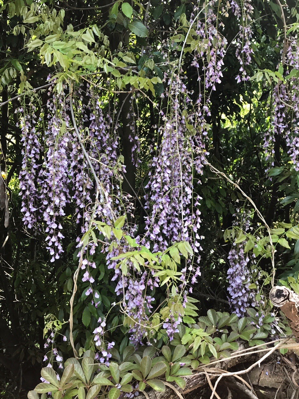 唐沢山 / drankmonkeyさんの太平山・晃石山・唐沢山の活動データ | YAMAP / ヤマップ