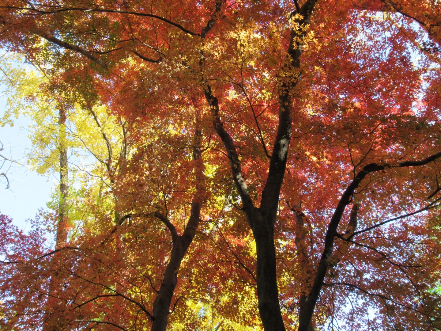 【鎌倉93】相州・武州国境越え 北鎌倉〜ハイキングコース〜金沢文庫 / ryuyuさんの鎌倉アルプス（大平山・天台山）の活動データ | YAMAP / ヤマップ