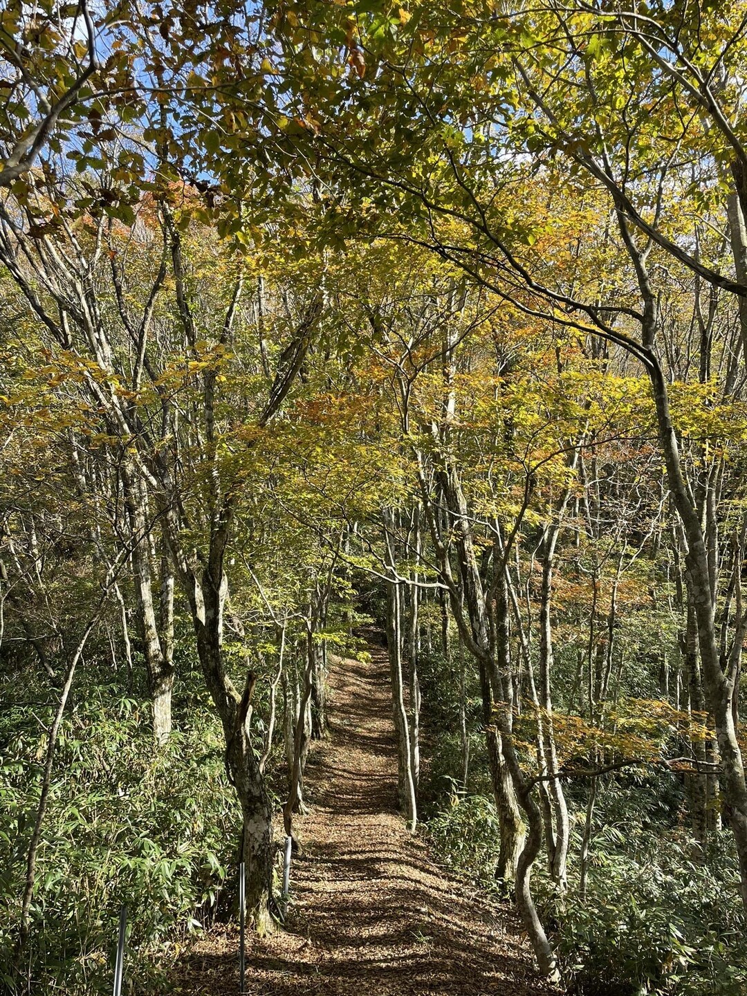 三ヶ上 / kazuomoさんの三ヶ上の活動データ | YAMAP / ヤマップ