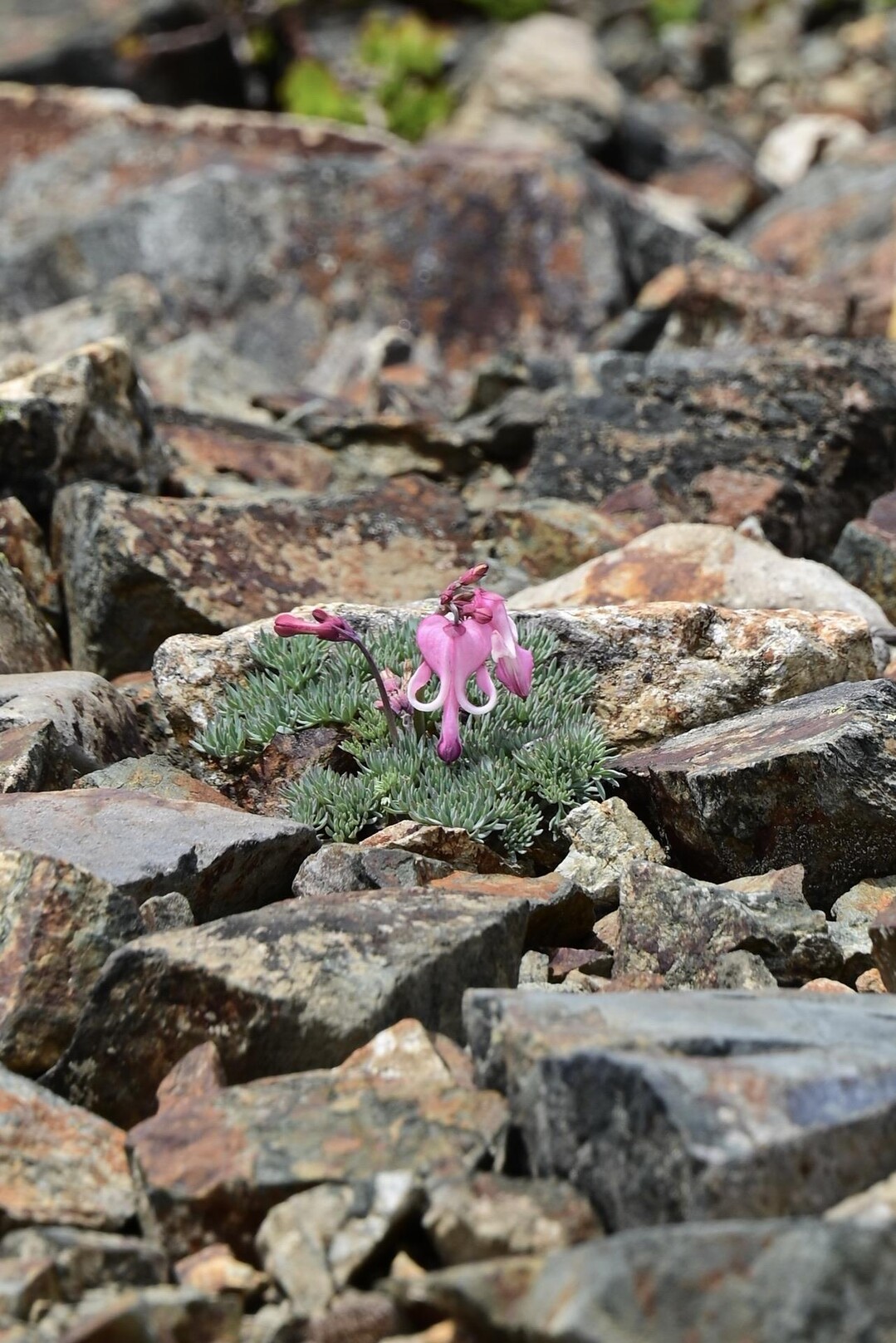 女王もお目覚め白馬岳 / MJさんの白馬岳・小蓮華山の活動データ | YAMAP / ヤマップ