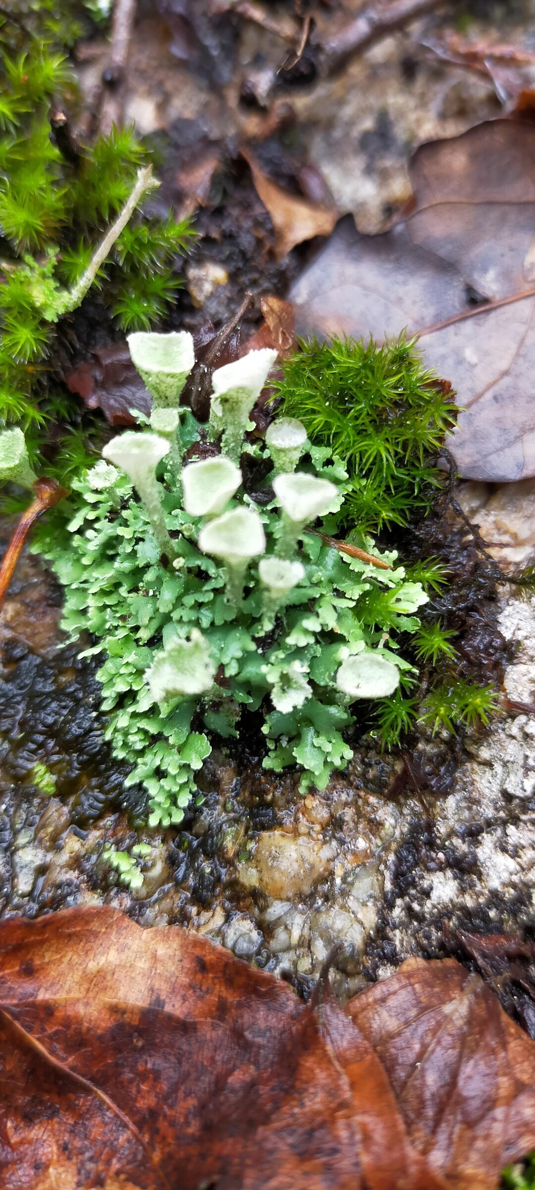 2023.01.23(月) 05:04 / まあるさんのモーメント | YAMAP / ヤマップ