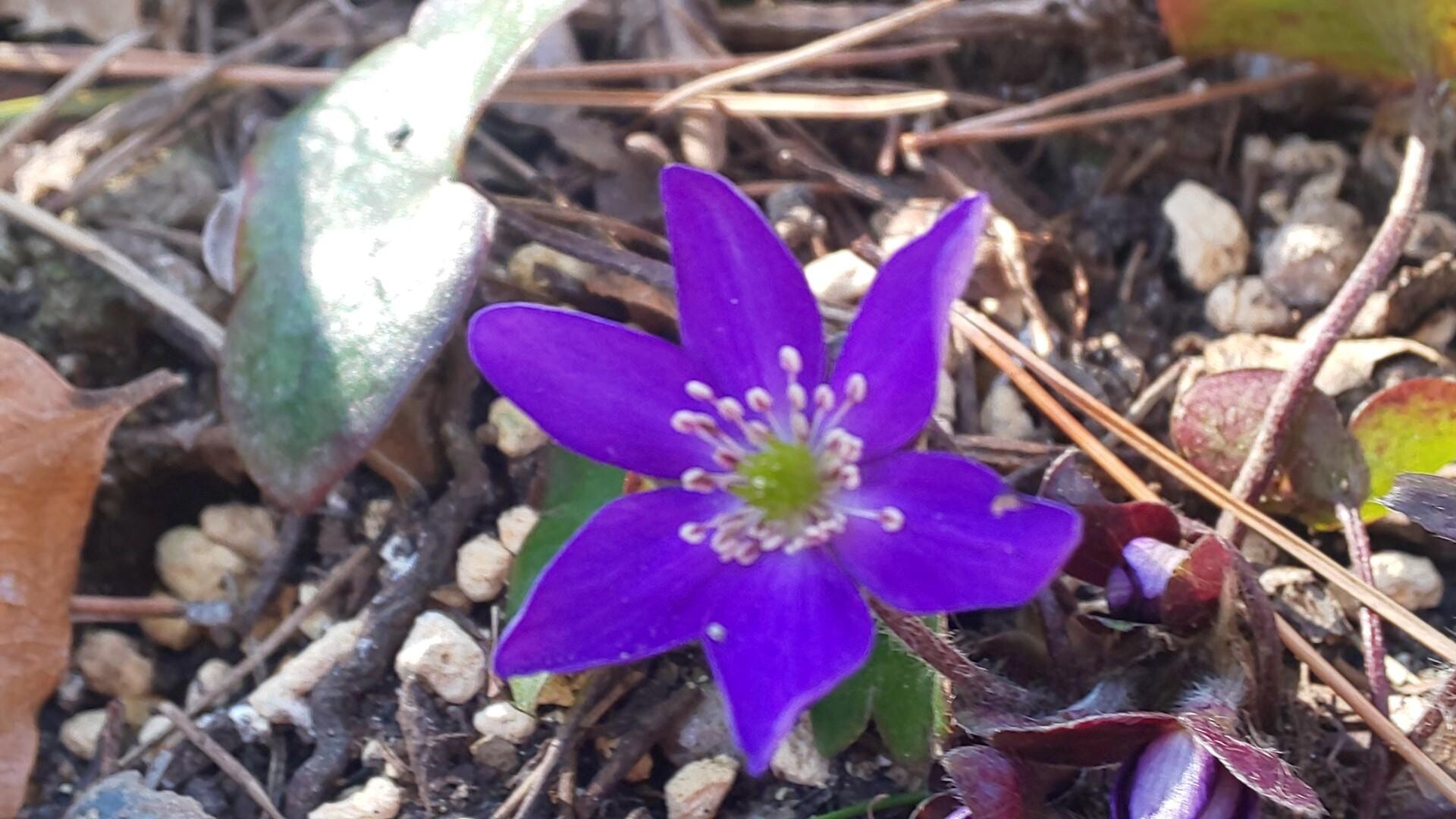 今年最後のスキーかな？ めいほうスキー場... / kayo♪さんのモーメント | YAMAP / ヤマップ