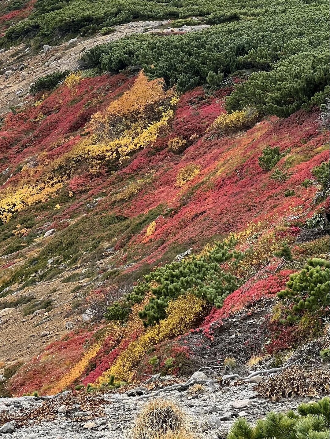 黒岳〜北鎮岳(爆風で撤退) / KAOさんの大雪山系・旭岳・トムラウシの活動データ | YAMAP / ヤマップ