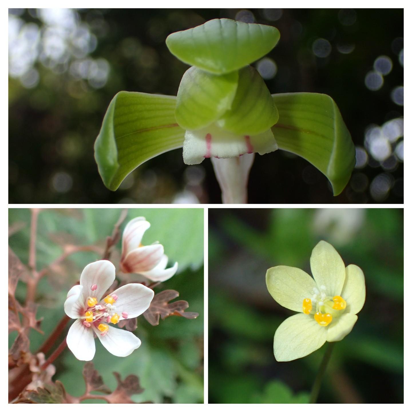サバノオ、トウゴクサバノオを撮りに脊振山... / ryuさんのモーメント | YAMAP / ヤマップ