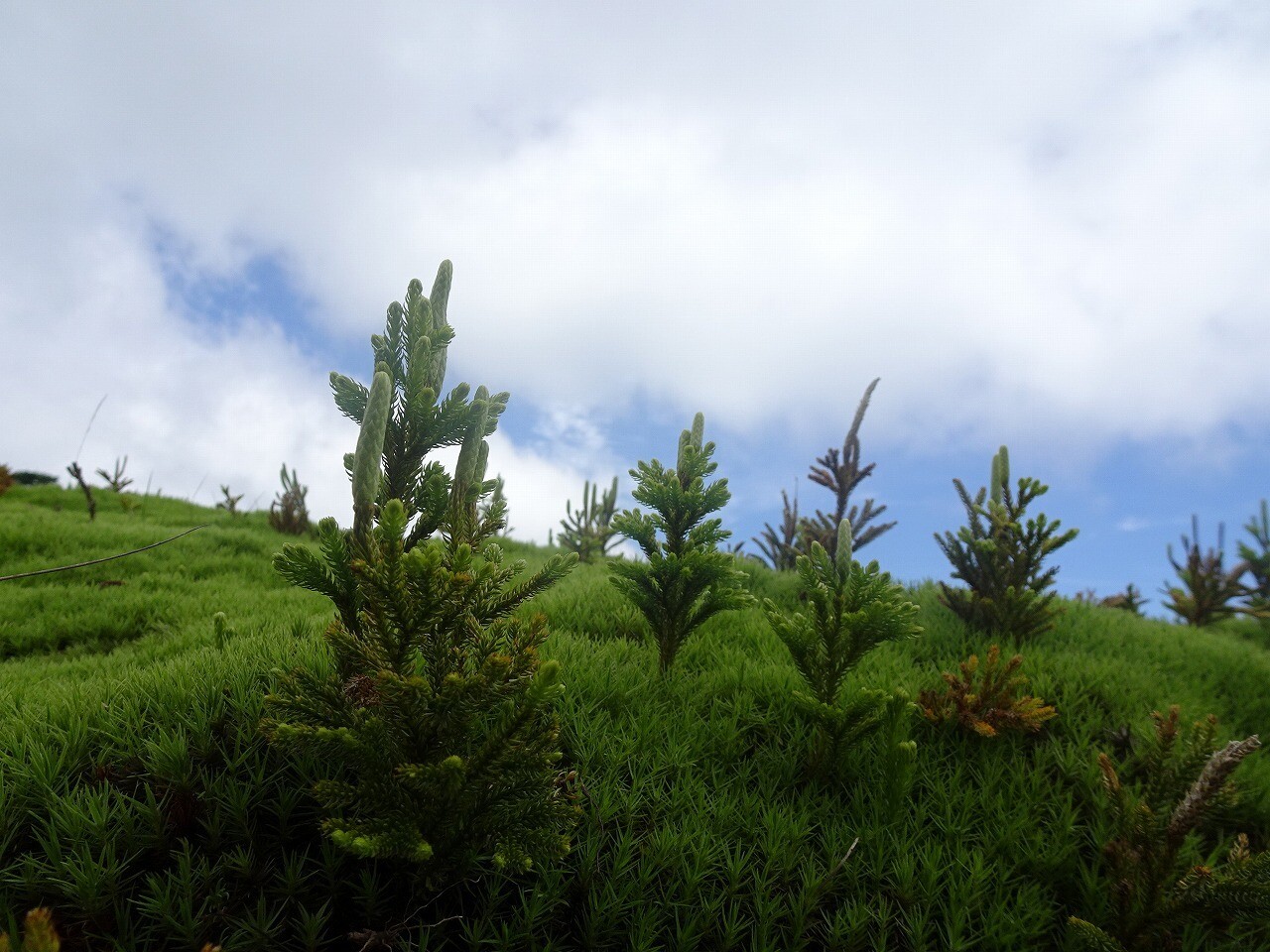 リスの写真を撮りに！！ダメだった。。。鹿はばっちり！ / そらとくぅととうさんさんの藤原岳・御池岳の活動データ | YAMAP / ヤマップ