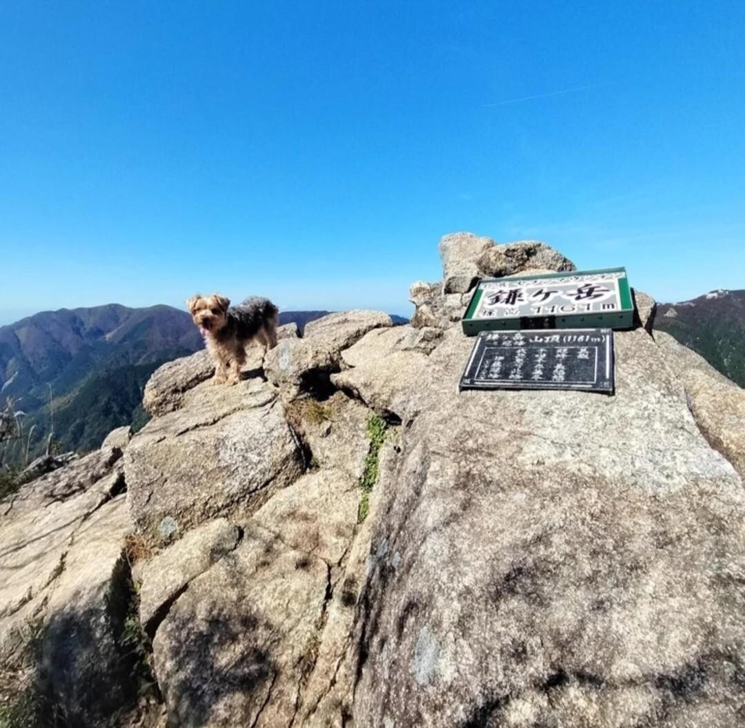 繁殖引退犬⇒登山犬RE:BORN / PUKU DX ぷくでらっくすさんのウォーキングの活動日記 | YAMAP / ヤマップ