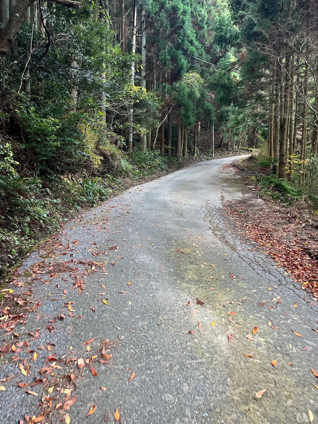 nekodakeさんの投稿したフィールドメモ | YAMAP / ヤマップ