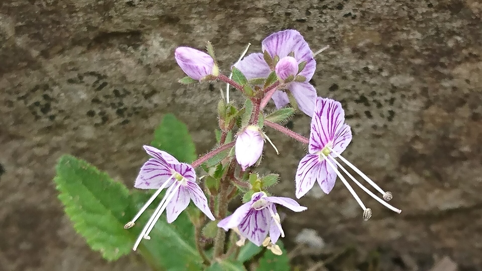 バンダイクワガタの咲く山へ / 斎金さんの磐梯山・雄国山・赤埴山の活動データ | YAMAP / ヤマップ