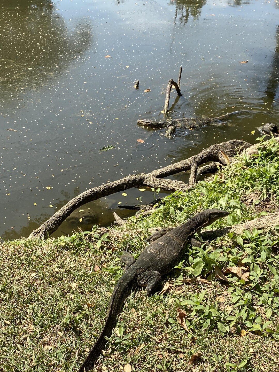 ルンビニ公園&タラートノイ&バンコキアンミュージアム / manmaruさんのバンコクの活動データ | YAMAP / ヤマップ