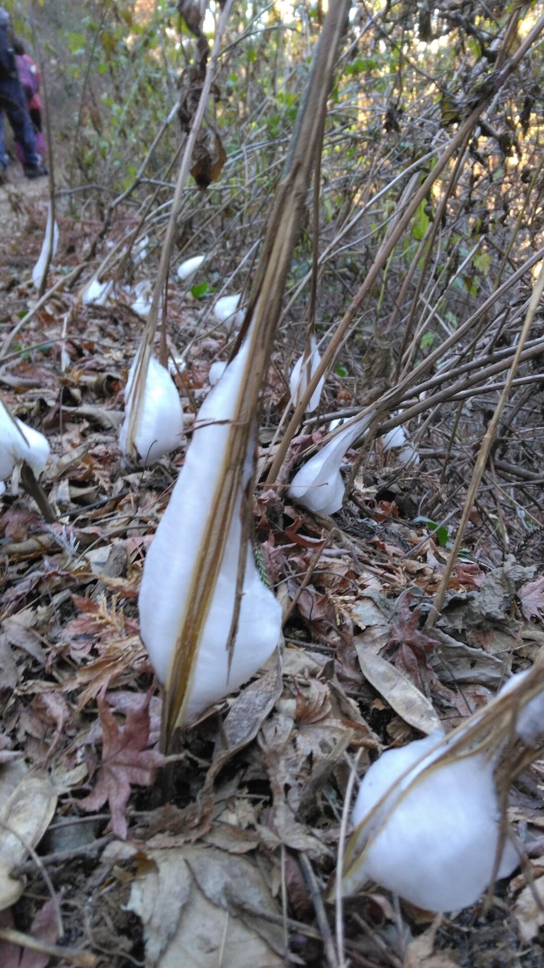高尾山 シモバシラ / uzuさんの高尾山・陣馬山・景信山の活動データ | YAMAP / ヤマップ