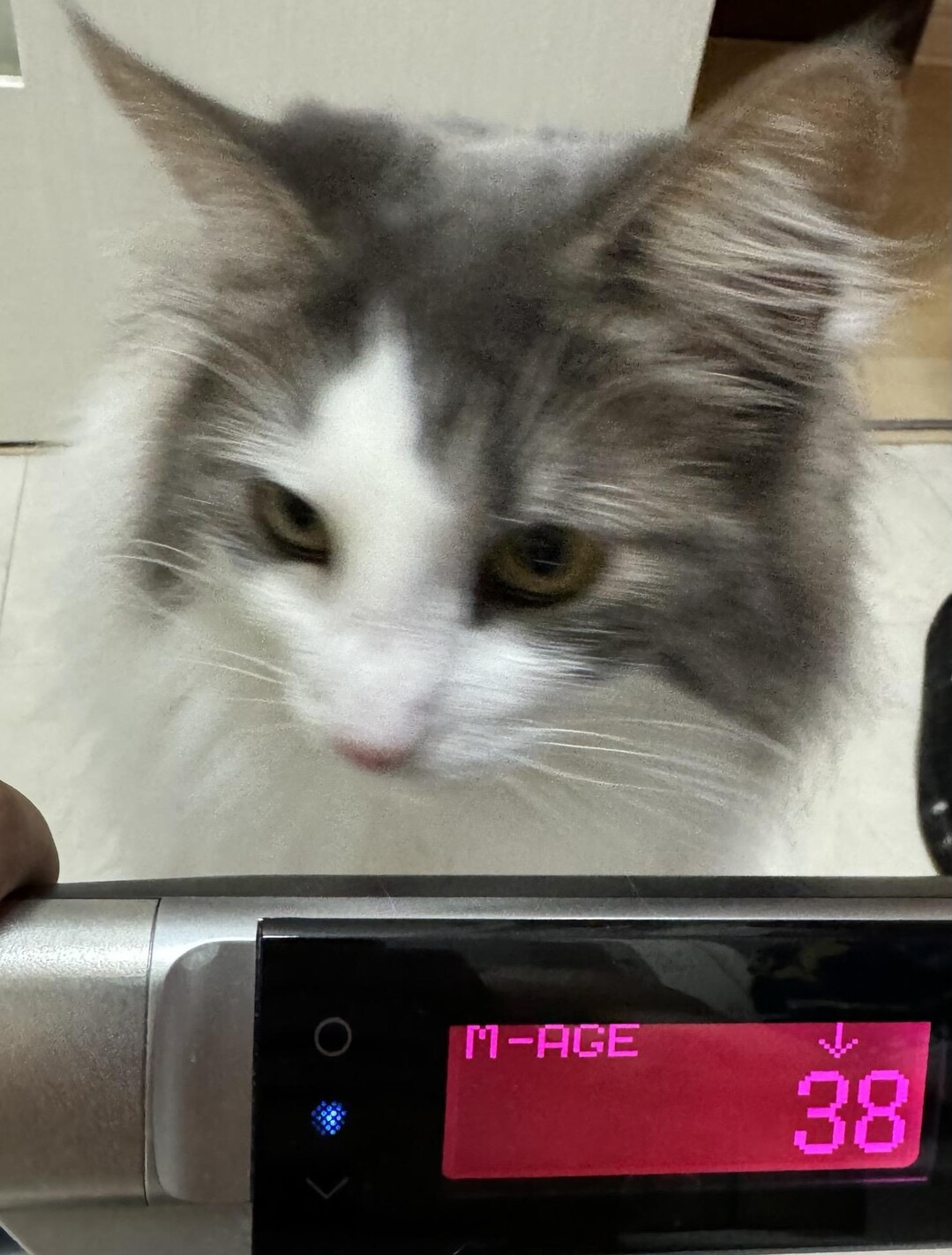 復興マラソンに向け10%まで落としたい ... / Shin5さんのモーメント | YAMAP / ヤマップ