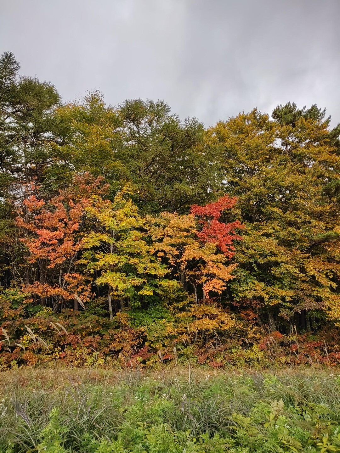 やはりダメだったか、不忘山 / kaz kitさんの蔵王山・雁戸山・不忘山の活動データ | YAMAP / ヤマップ