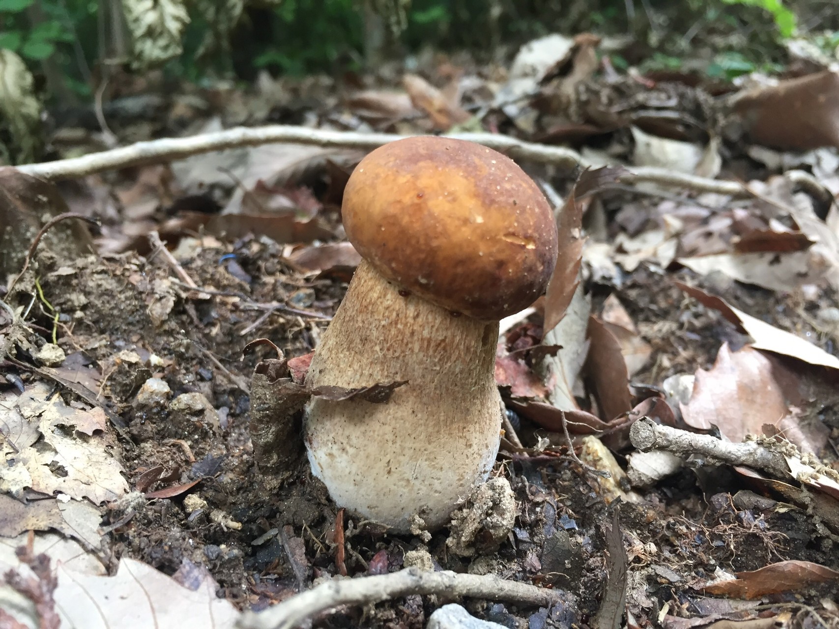 岡崎で夏キノコ観察 / かっきーさんの岡崎市の活動データ | YAMAP / ヤマップ