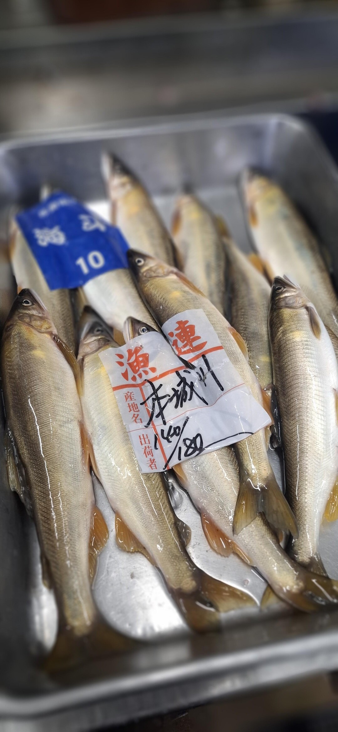 鹿児島県本城川の落ち鮎 山好きの皆さん... / Sky//さんのモーメント | YAMAP / ヤマップ