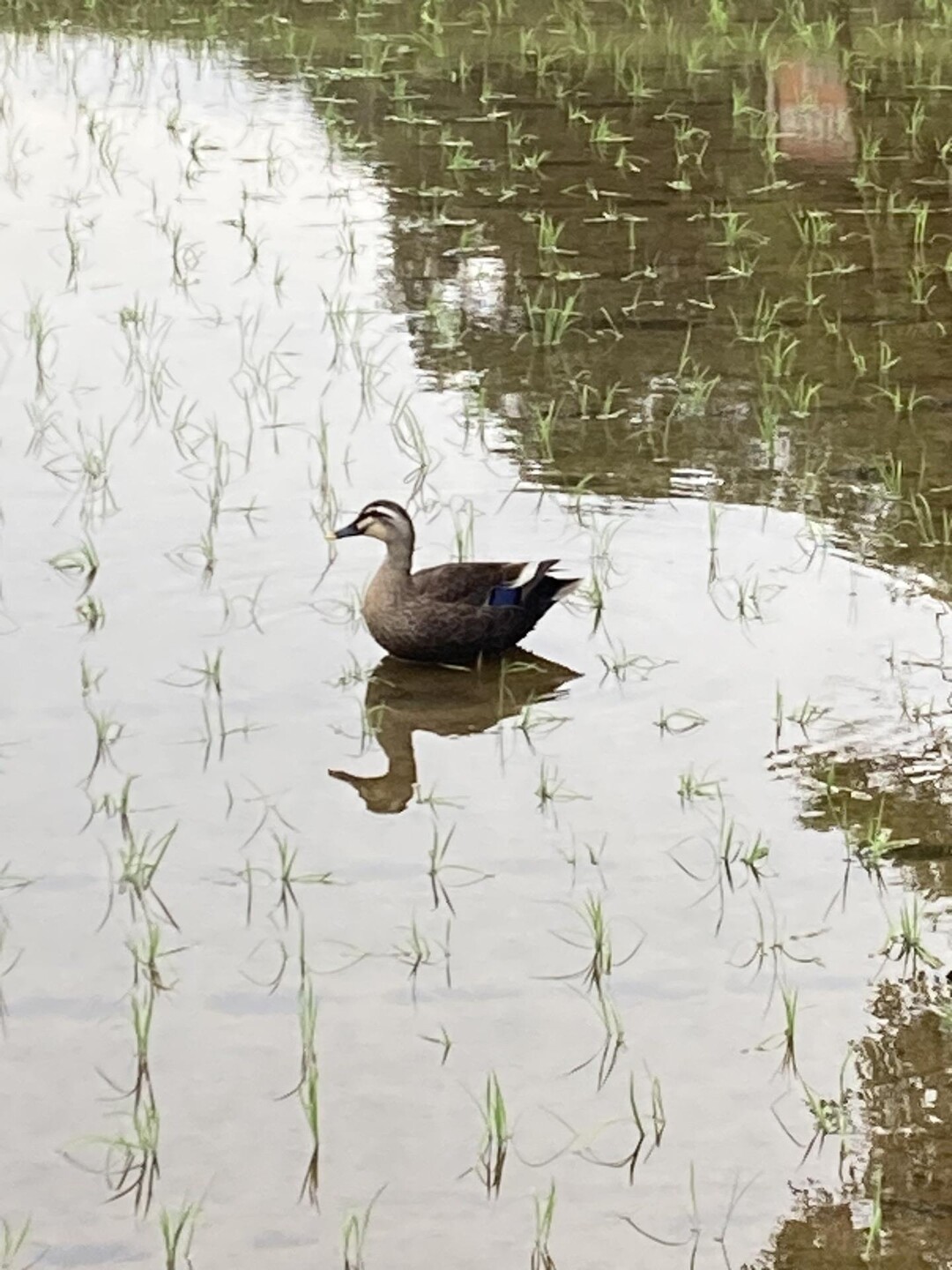 slow jogging🏃‍♀️ / 加桜里さんのランニングの活動データ | YAMAP / ヤマップ