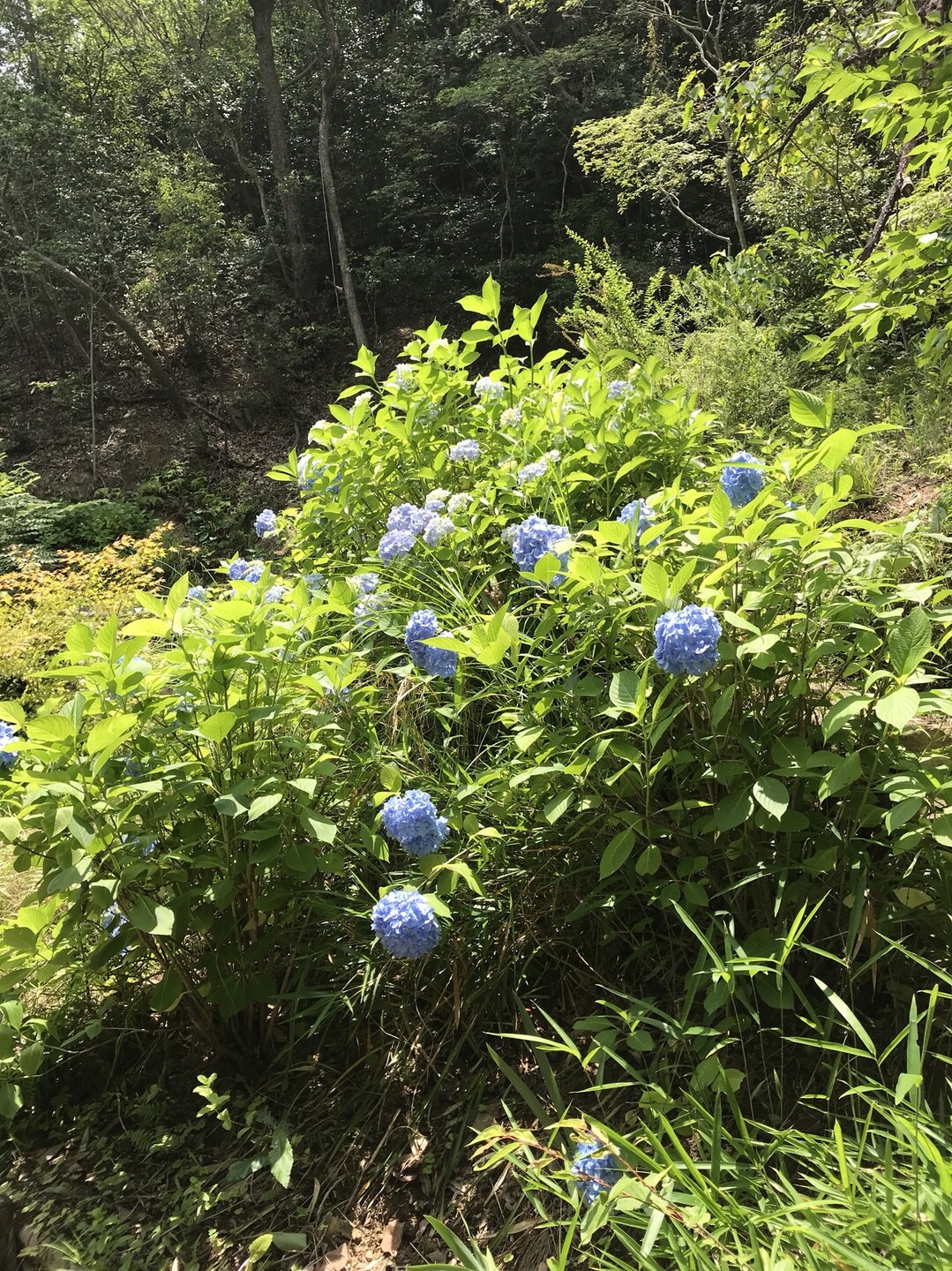 阪急山本〜中山山頂〜中山寺 / Sab Zeroさんの中山・大峰山の活動データ | YAMAP / ヤマップ