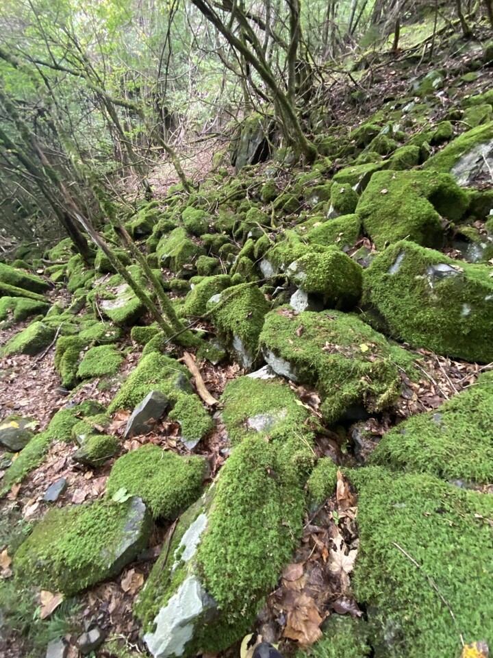 小楢峠-小楢山-大沢ノ頭 往復コースの地図・登山ルート・登山口情報 | YAMAP / ヤマップ