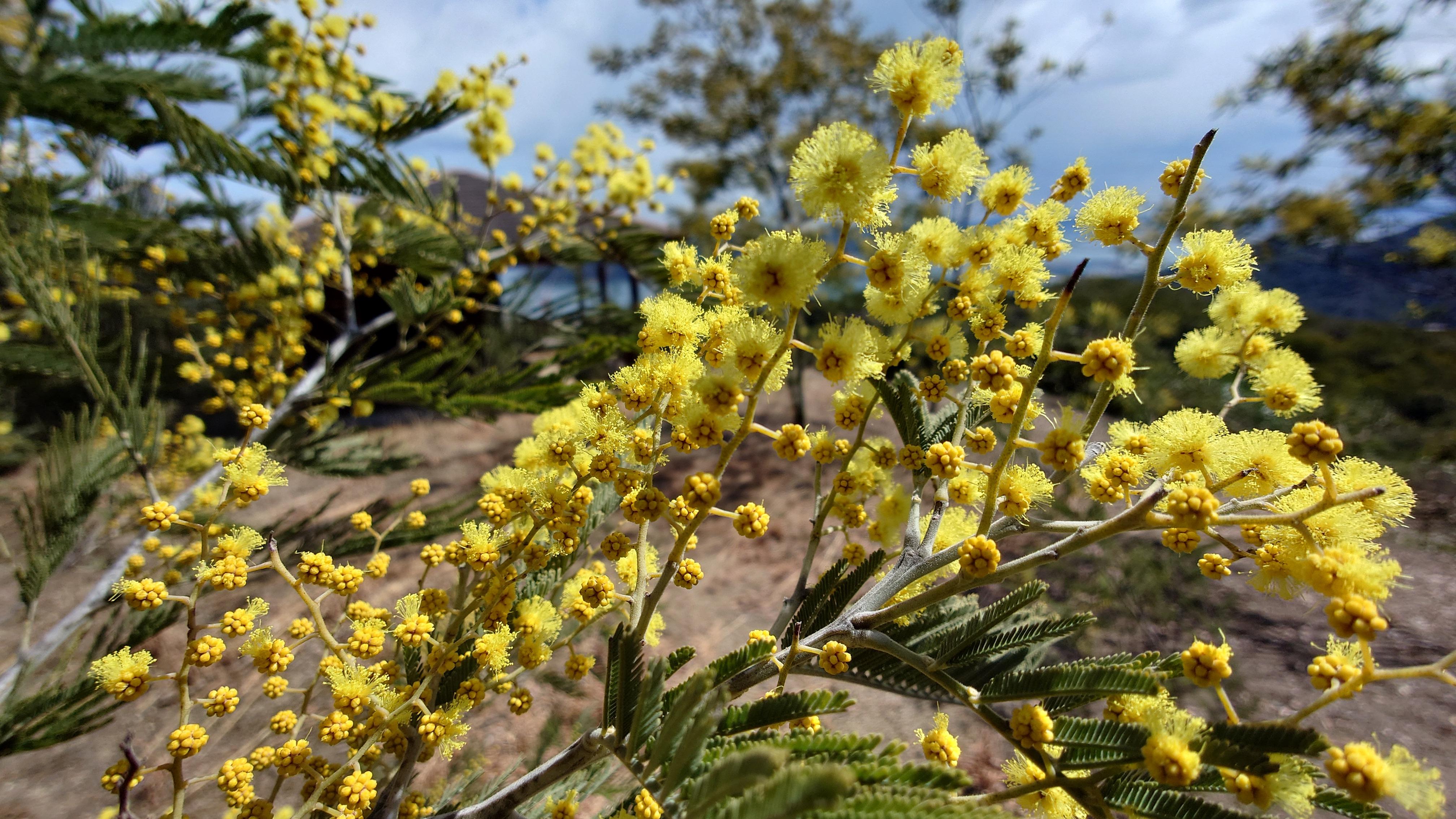ミモザは咲いたか？ 臥竜山・大仙山 / hetaR（へたれ）さんの王子が岳・神登山・臥竜山の活動データ | YAMAP / ヤマップ