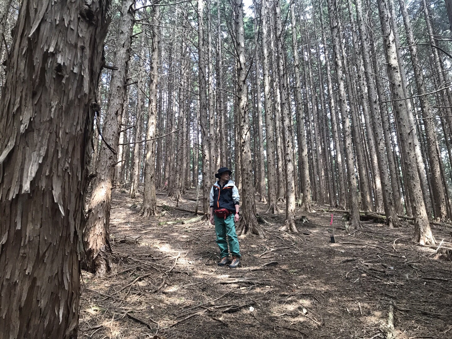 栄蔵室～花園山へ / ma-sa45さんの栄蔵室・花園山の活動データ | YAMAP / ヤマップ