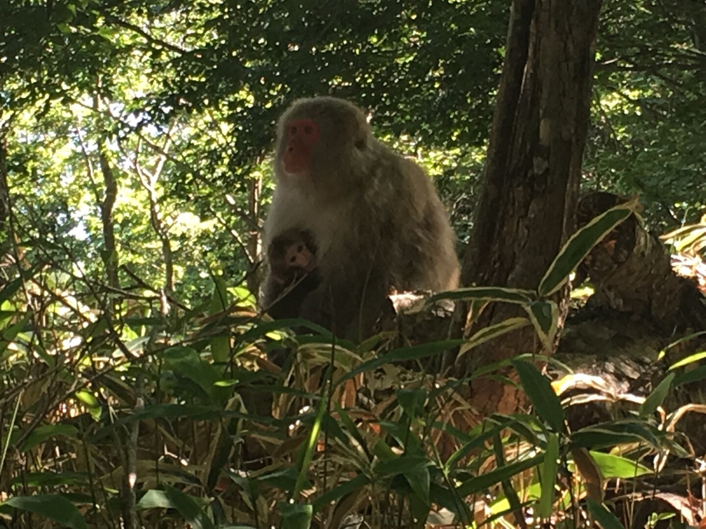 男体山で試運転 / yosshie_uskさんの男体山の活動データ | YAMAP / ヤマップ