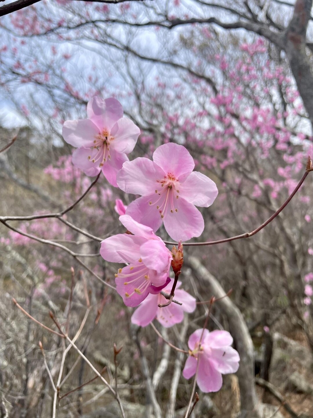 男体山・女体山・二ッ箭山・月山 20 / mokumokuさんの二ッ箭山・三森山・猫鳴山の活動データ | YAMAP / ヤマップ