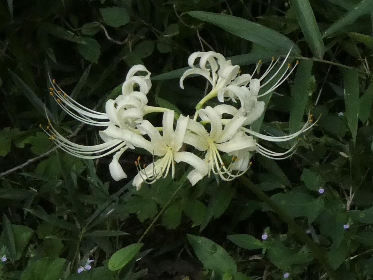 武蔵小金井駅から、はけの道、野川公園自然... / skipさんのモーメント | YAMAP / ヤマップ