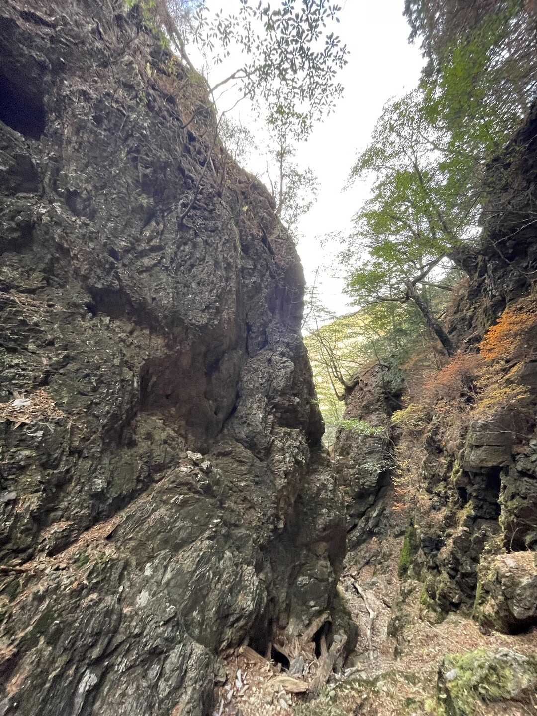 根本沢コース男坂へ‼️三/ ˙꒳ ˙)/ / eriさんの根本山・熊鷹山・氷室山の活動日記 | YAMAP / ヤマップ