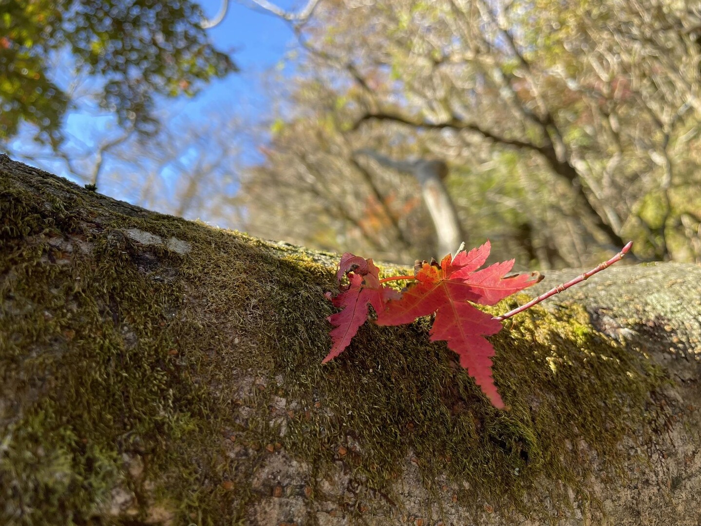 岳麓寺登山口からの大船山・北大船山 / key_ko86さんの九重山（久住山）・大船山・星生山の活動データ | YAMAP / ヤマップ