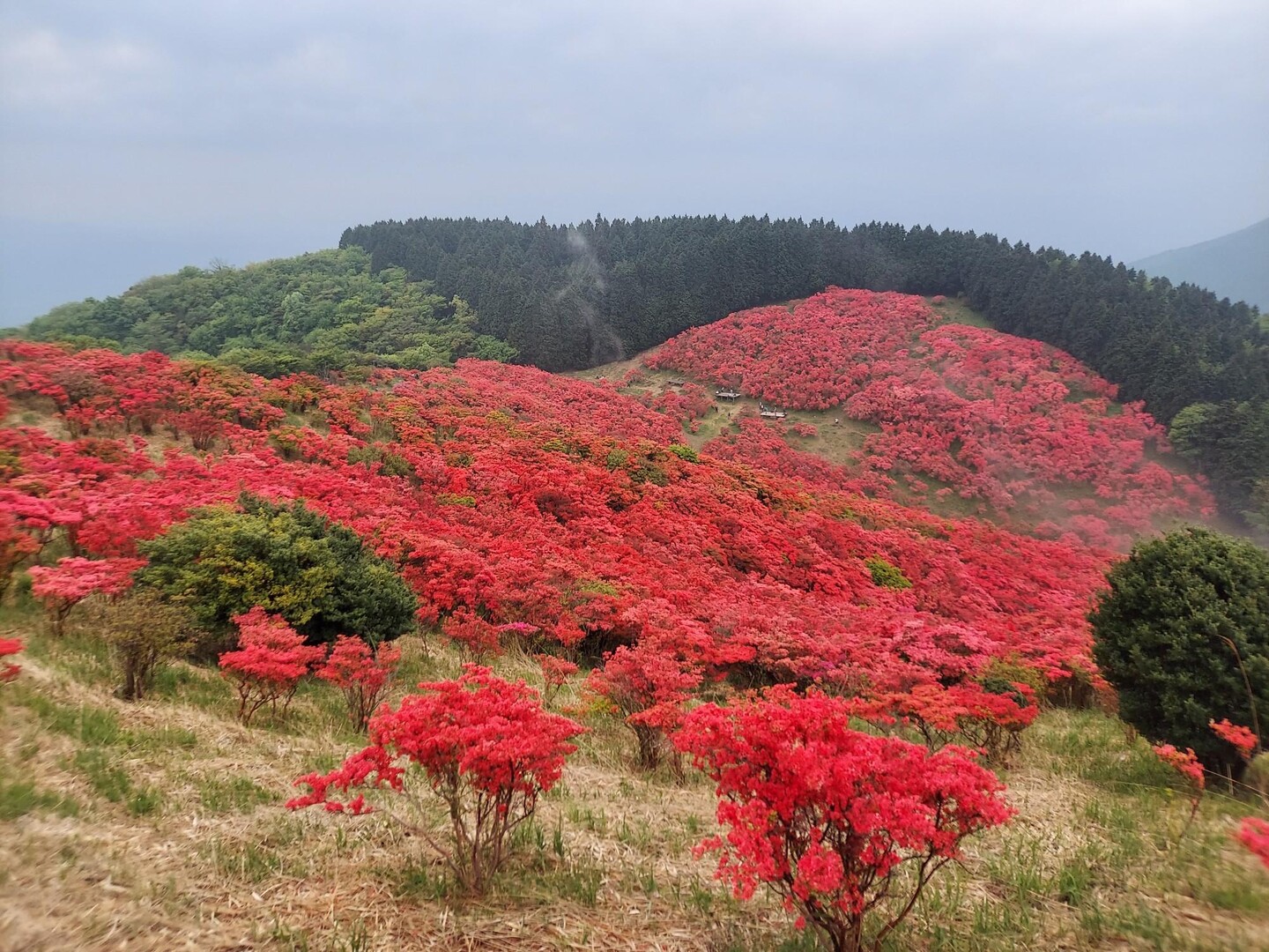 霧が晴れたら真っ赤なツツジ💠 / ree-koさんの金剛山・二上山・大和葛城山の活動データ | YAMAP / ヤマップ