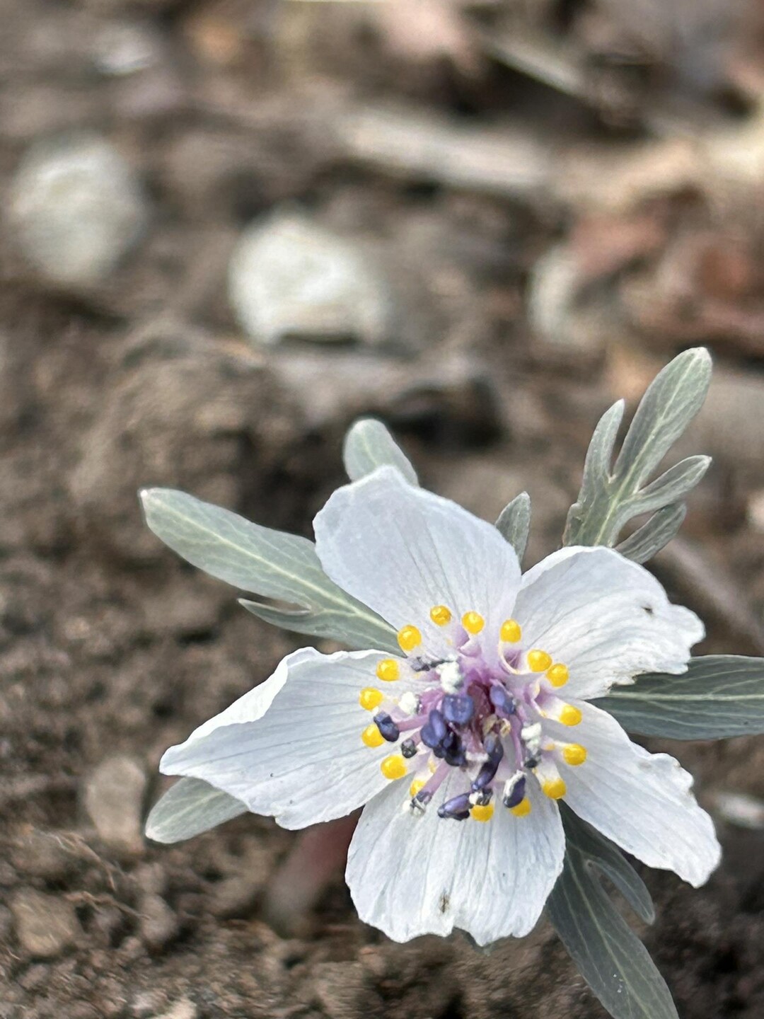 中岳・三毳山（青竜ヶ岳） / Tommyさんの三毳山の活動データ | YAMAP / ヤマップ