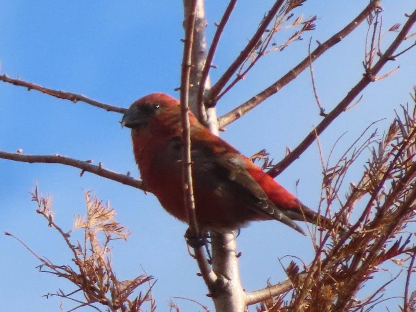 赤い鳥さんに会いに高原へ🚙 / otaksaさんの倶留尊山・曽爾高原・古光山の活動データ | YAMAP / ヤマップ