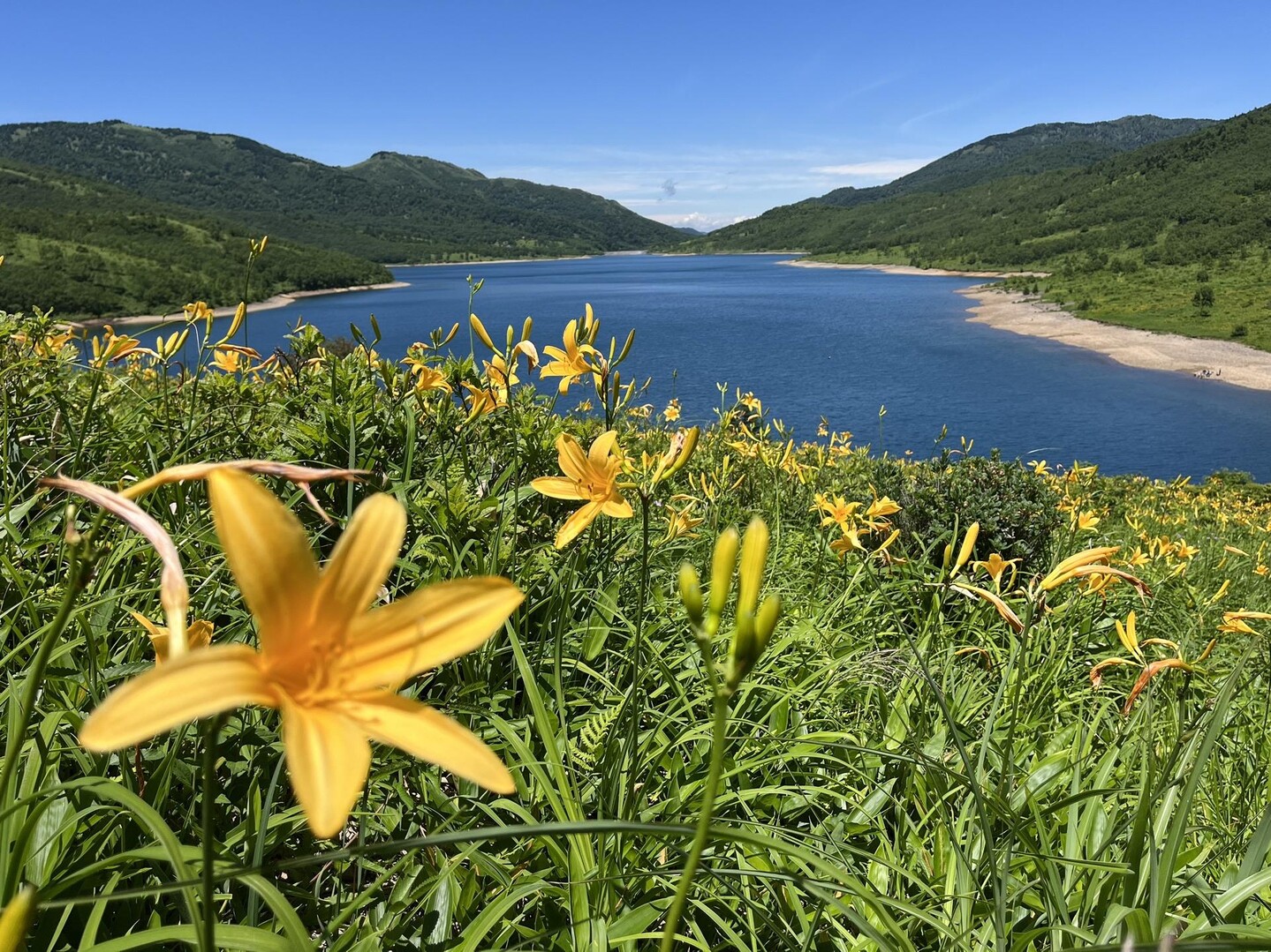 ノゾリキスゲの海原と八間山は展望バッチリ / みかぽん1221さんの白砂山・堂岩山・八間山の活動データ | YAMAP / ヤマップ