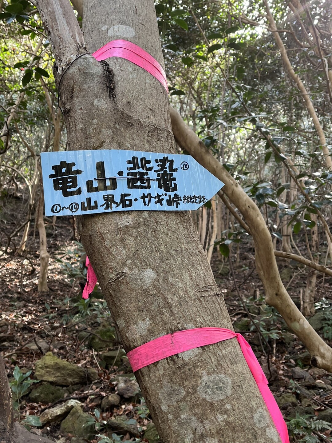 竜山 / marumoさんの鼻高山・弥山・旅伏山の活動データ | YAMAP / ヤマップ