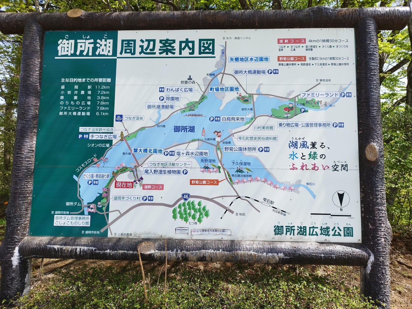 天気が良かったので小岩井農場の一本桜を見... / アラレちゃんさんのモーメント | YAMAP / ヤマップ