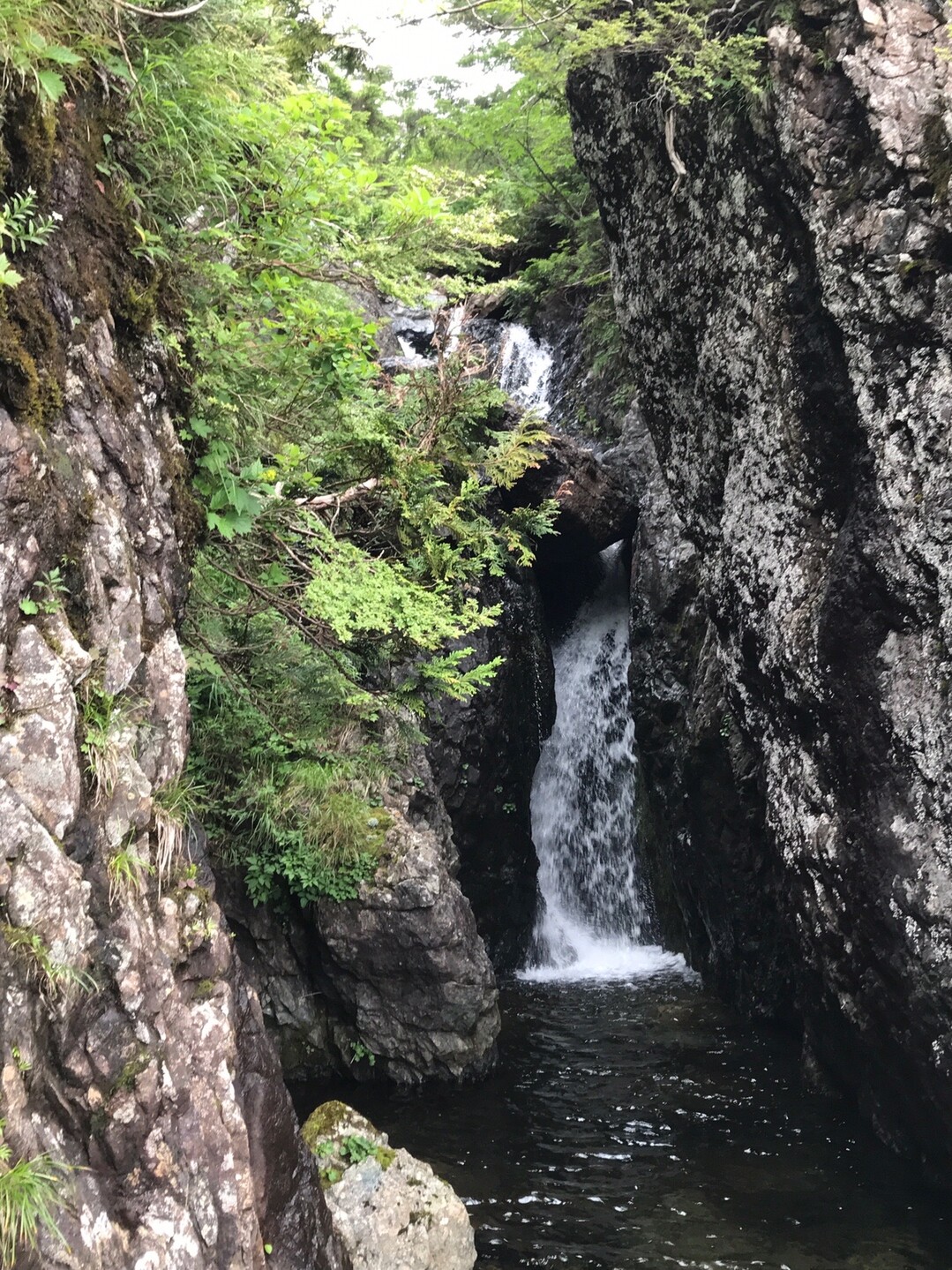 ツボケ沢II-2020-07-31 / やましんさんの早池峰山・薬師岳・鶏頭山の活動データ | YAMAP / ヤマップ