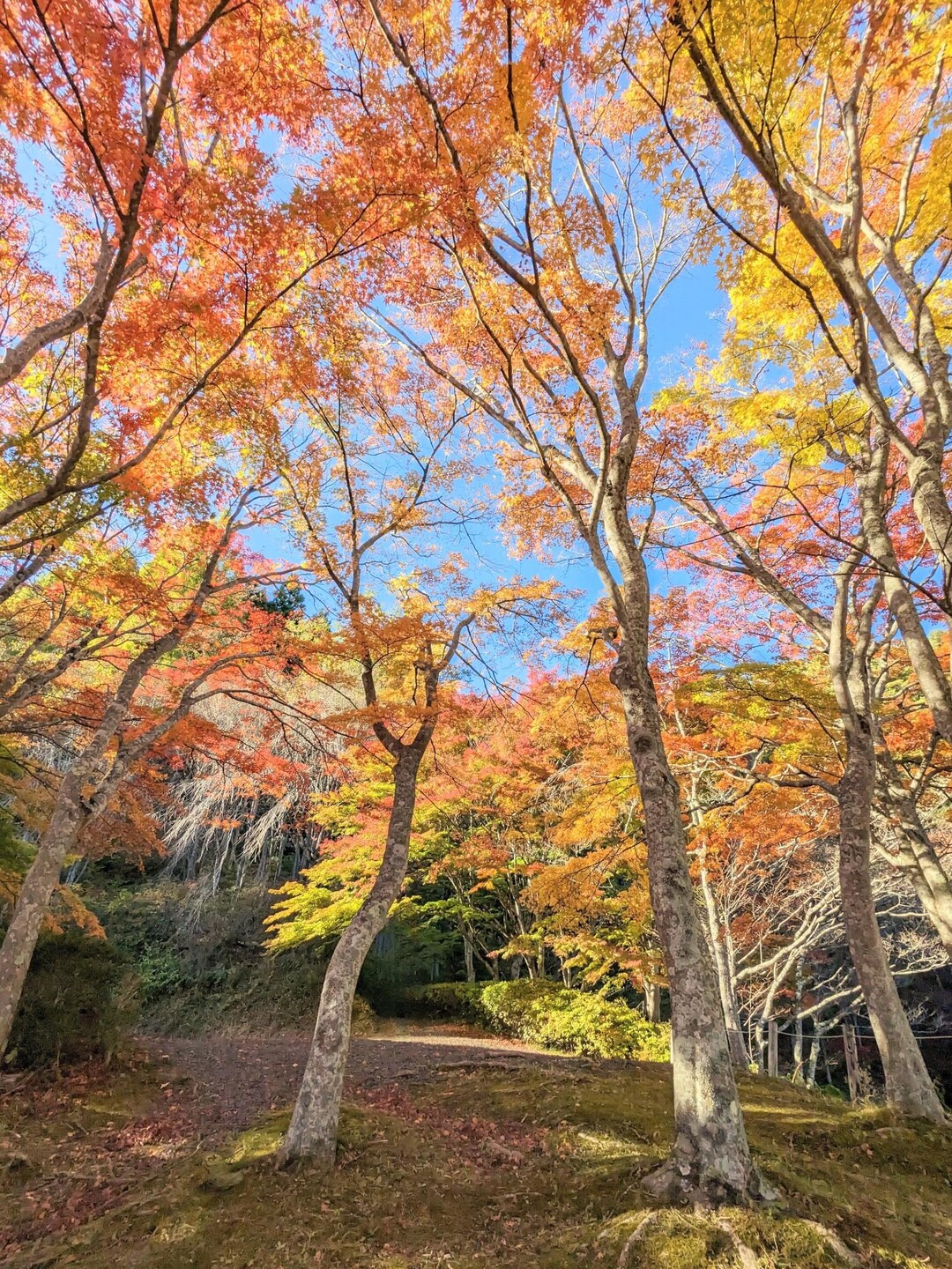 半田山 / にこさんの安達太良山・箕輪山・鬼面山の活動データ | YAMAP / ヤマップ