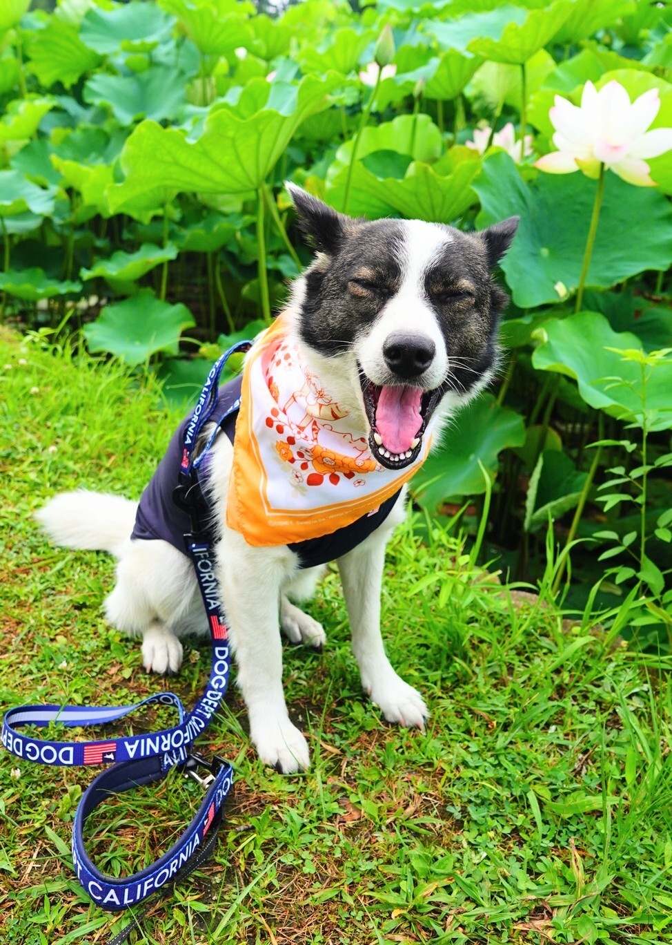 Dog morning ☁️🥱 / もみじ🐺パパ😎さんのモーメント | YAMAP / ヤマップ