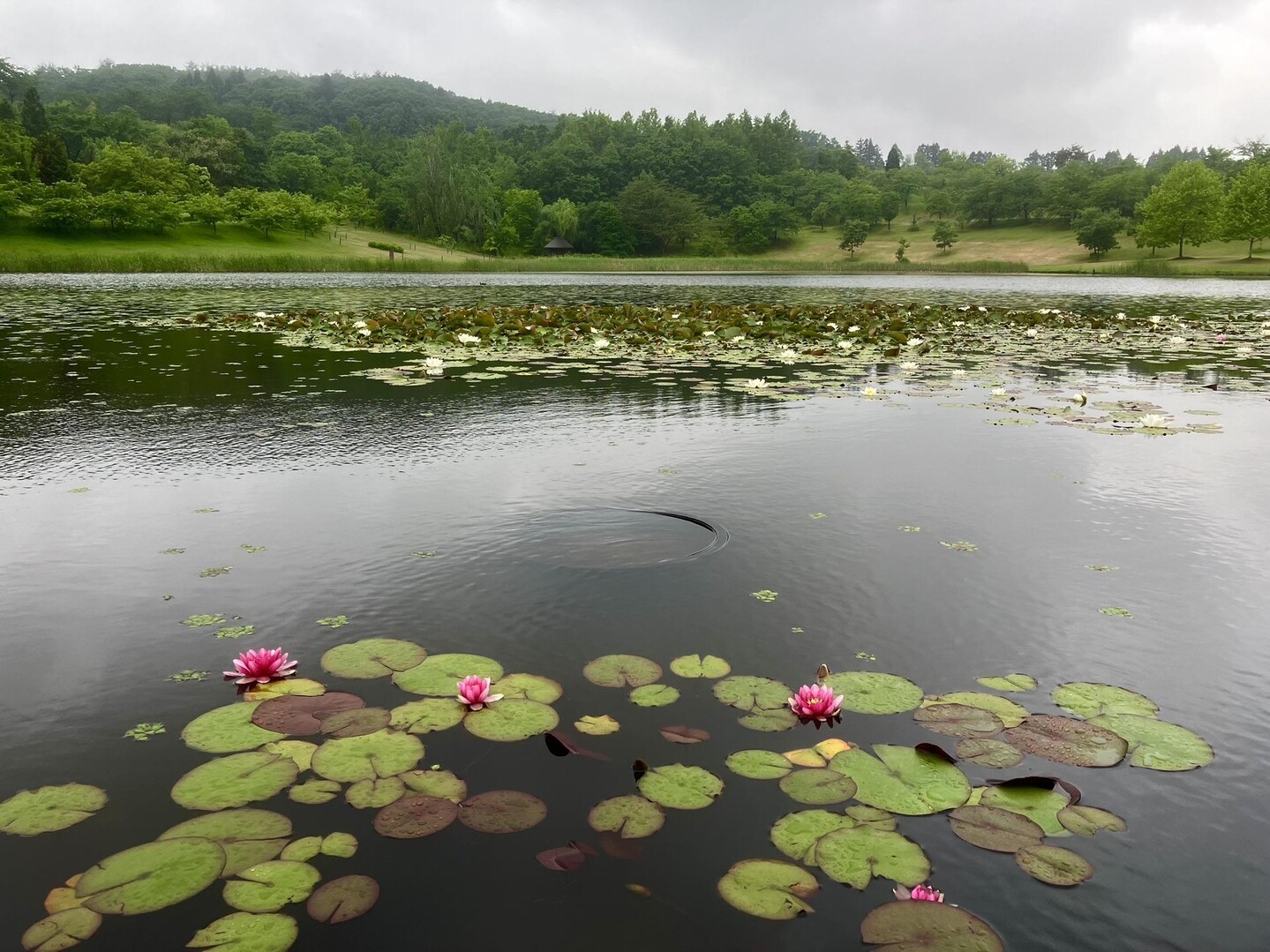 我慢🚷 ︎県立植物園 / Naluさんの菩提寺山・高立山・護摩堂山の活動データ | YAMAP / ヤマップ