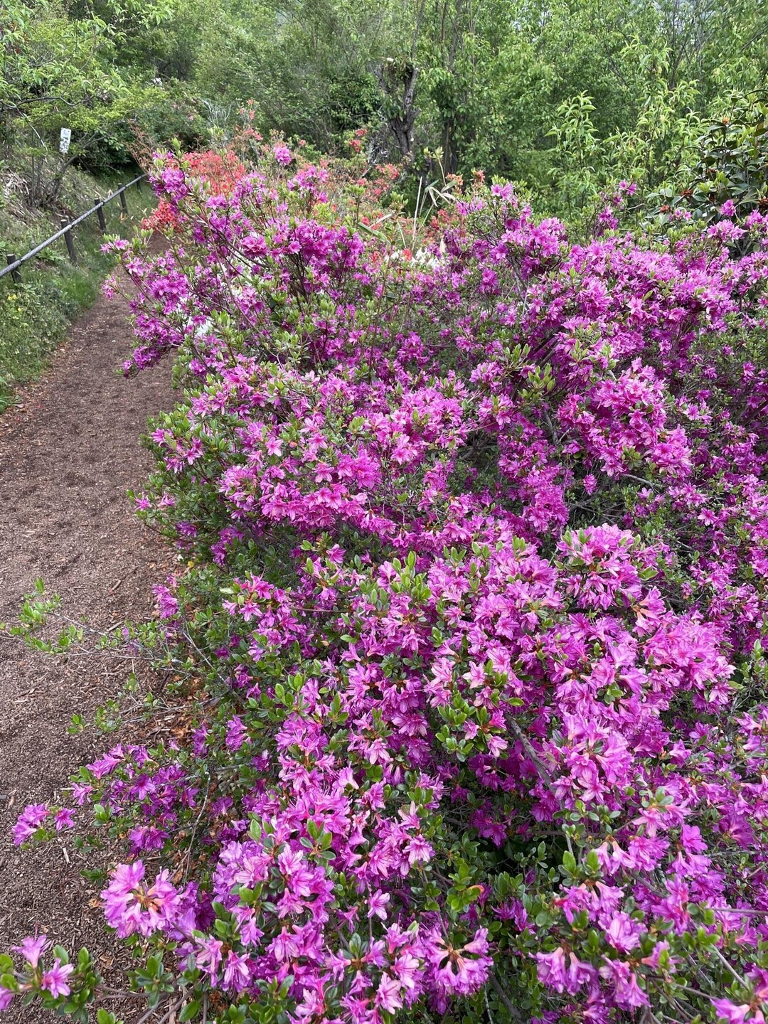 十万劫山、花見山 / さはらさんの十万劫山の活動データ | YAMAP / ヤマップ