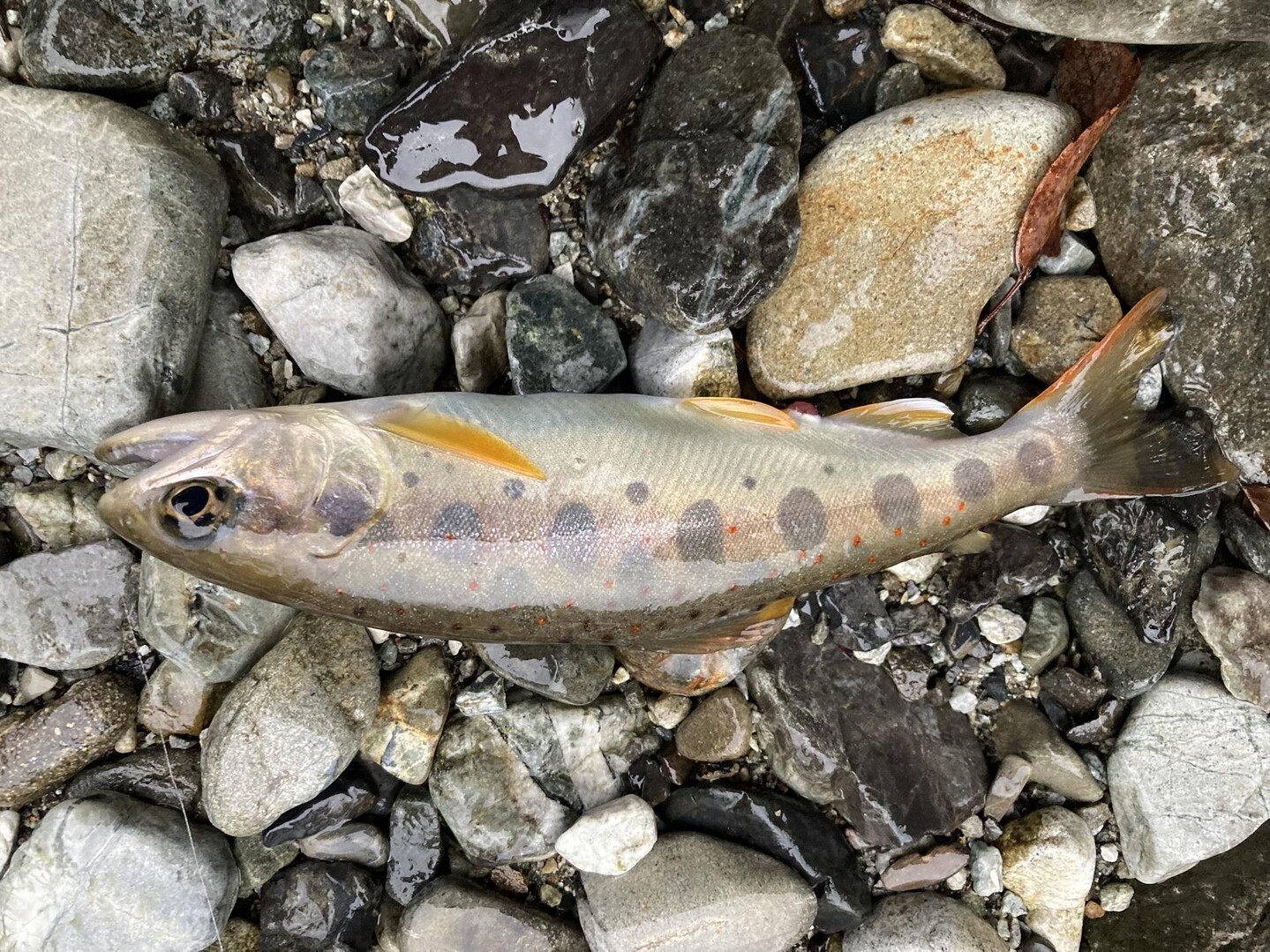 尾根を諦め溪の人。渓流の女王と戯れる / akimetalさんの八経ヶ岳の活動データ | YAMAP / ヤマップ