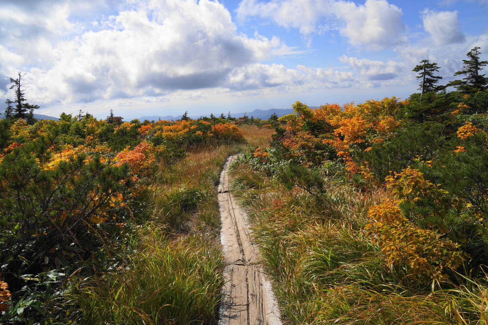 小岳・八甲田山（大岳）・井戸岳・赤倉岳_紅葉満載 / shunさんの八甲田山・高田大岳・雛岳の活動データ | YAMAP / ヤマップ