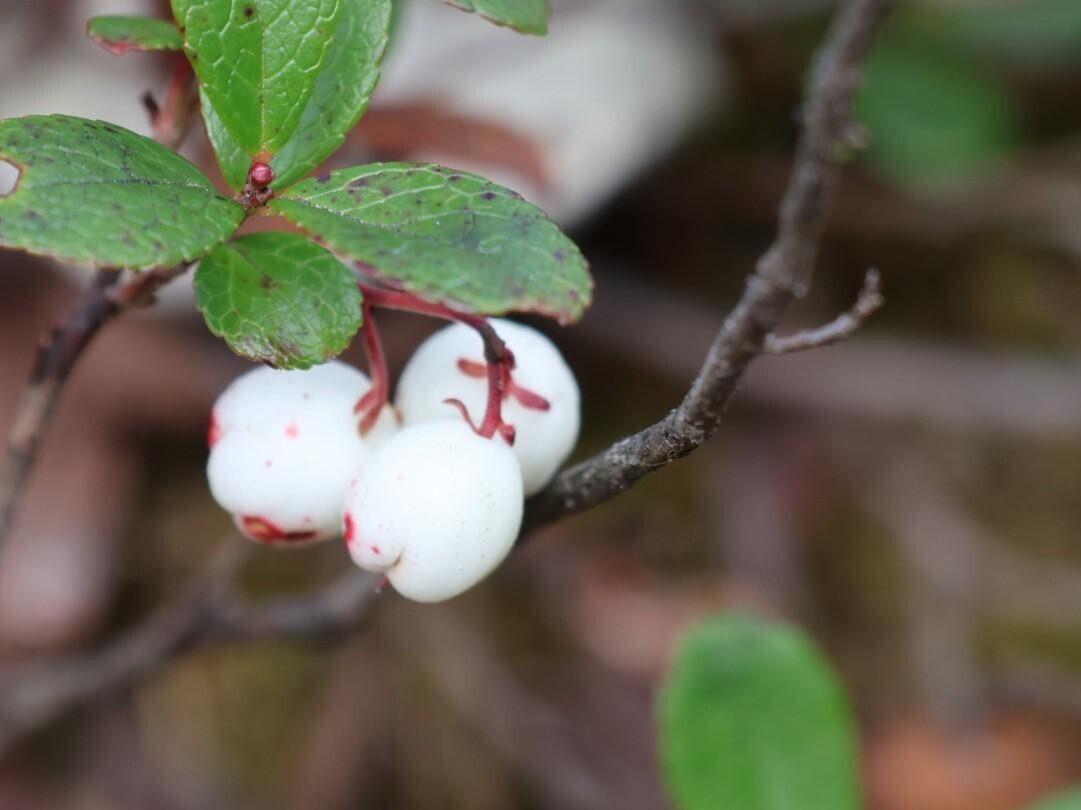 イワオヌプリ（北峰）・イワオヌプリ（硫黄山） / noriGさんのニセコアンヌプリ・イワオヌプリ・チセヌプリの活動データ | YAMAP / ヤマップ