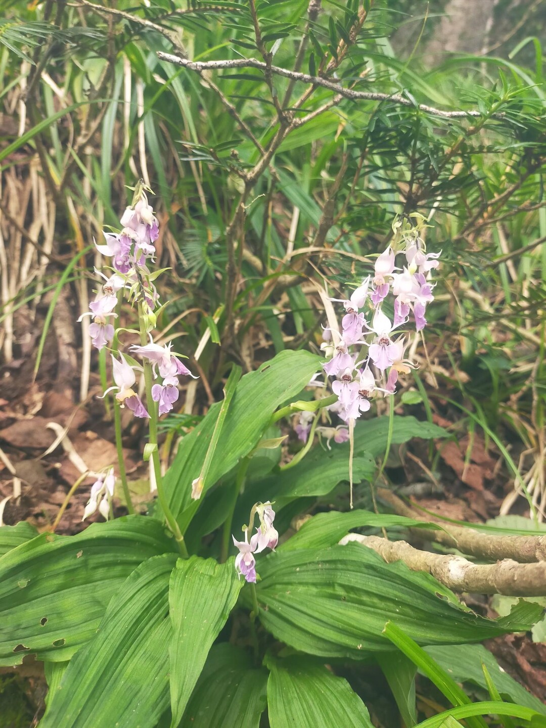 野坂岳 / bunpakuさんの野坂岳の活動日記 | YAMAP / ヤマップ