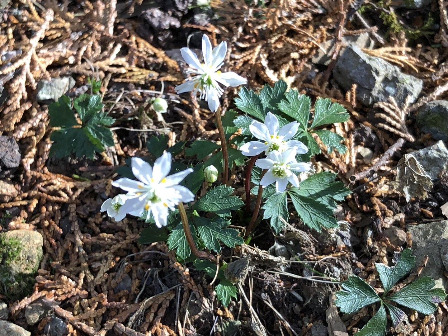 小富士山（佐川富士）バイカオウレン偵察ほか / CHAさんの佐川町の活動データ | YAMAP / ヤマップ