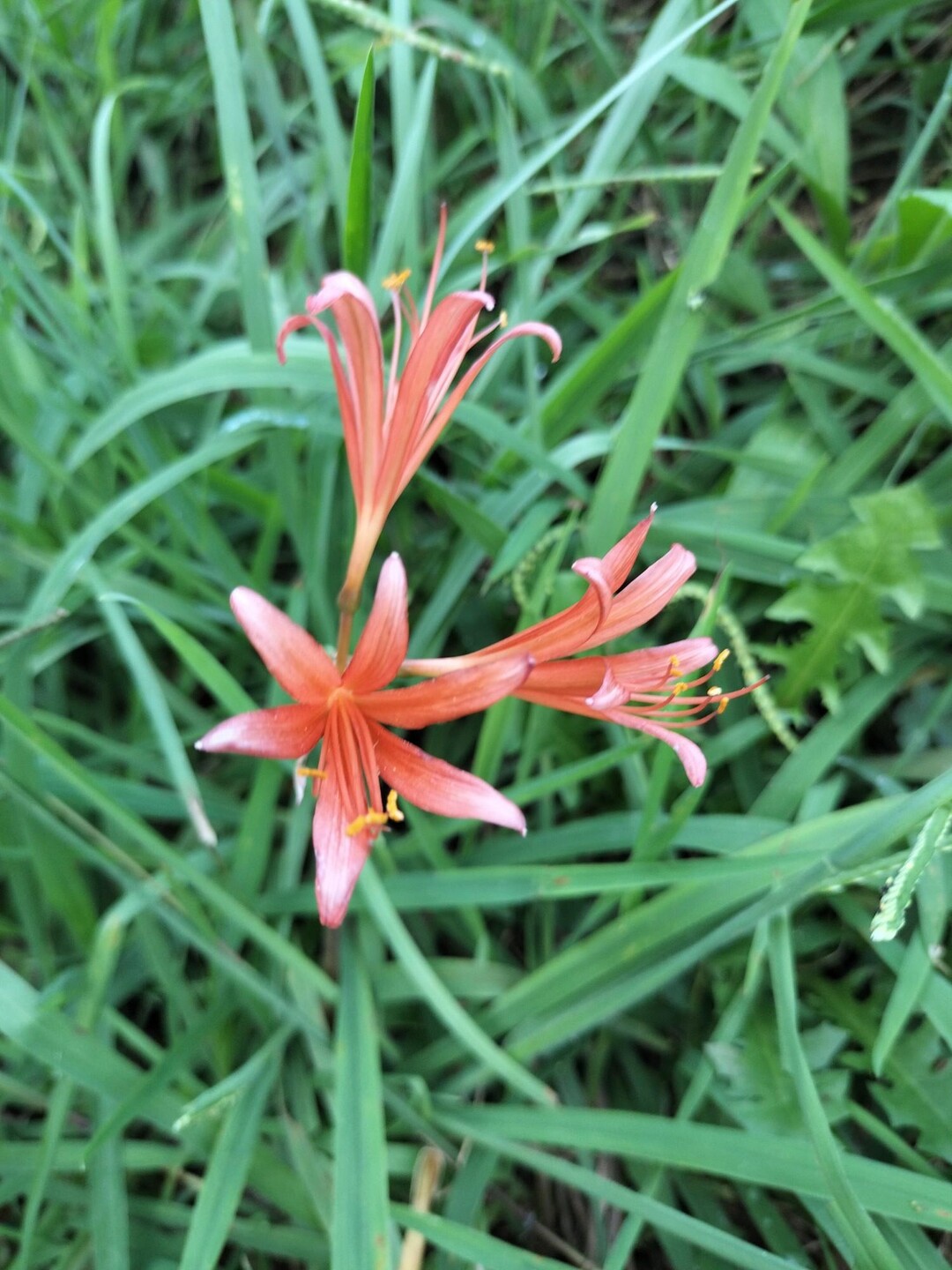 キツネノカミソリ☺ 黒部の山賊イッキした... / azukiさんのモーメント | YAMAP / ヤマップ